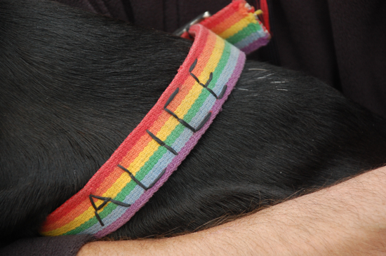 Miss November 2011 - Allie | Pet Of The Month