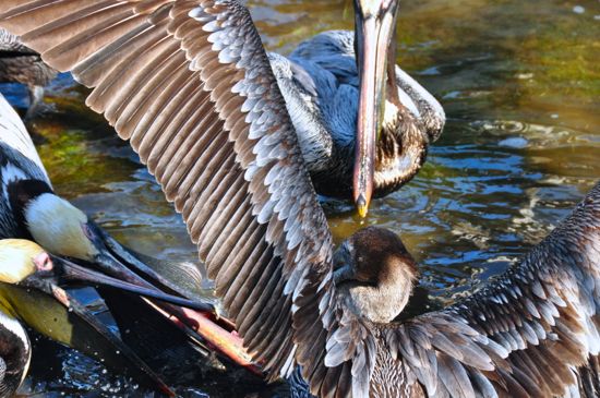 Brown Pelicans Feeding Frenzy