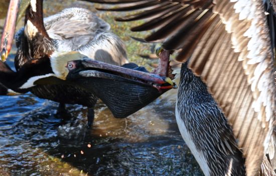 Brown Pelicans Feeding Frenzy