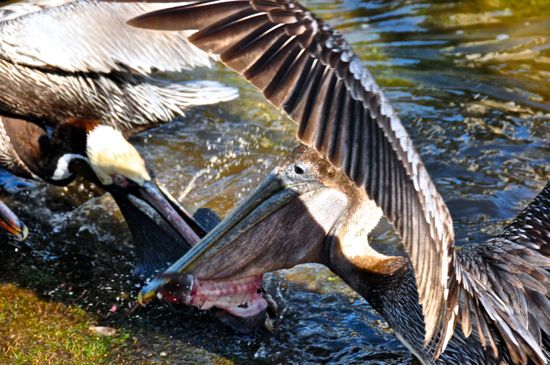 Brown Pelicans Feeding Frenzy