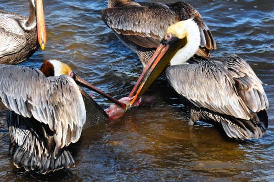 Brown Pelicans Feeding Frenzy