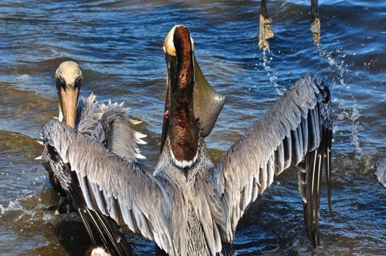 Brown Pelicans Feeding Frenzy