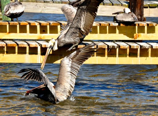 Brown Pelicans Feeding Frenzy