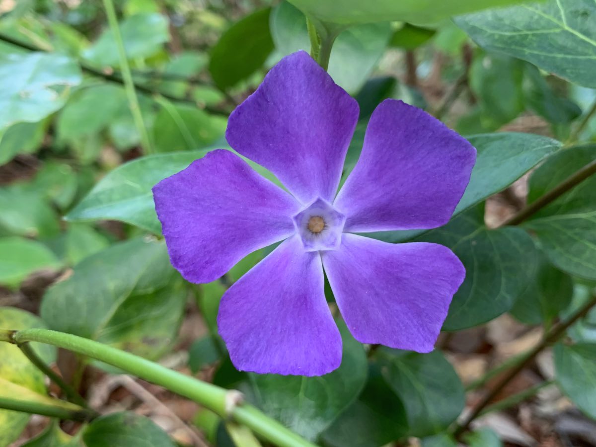 hints of spring bigleaf periwinkle blooms in a downtown oriental garden